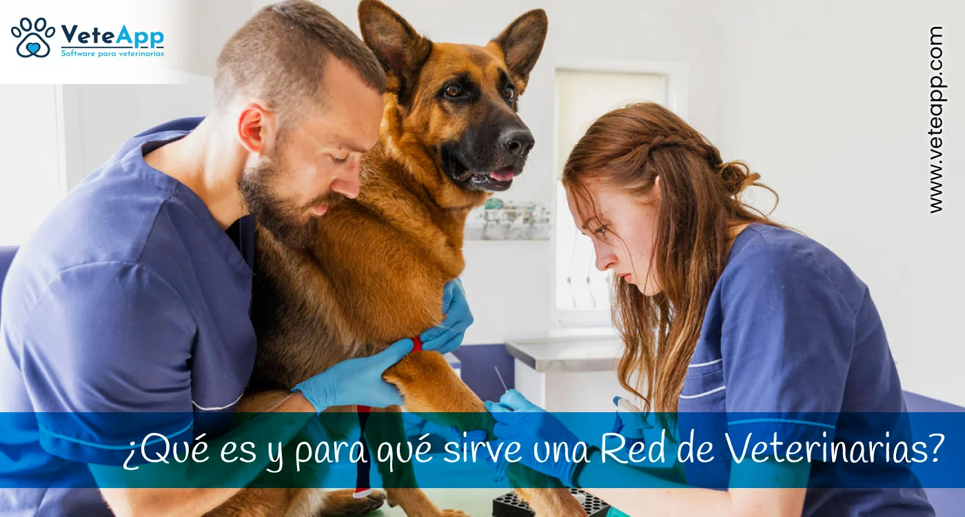 ¿Qué es y para qué sirve una red de clínicas veterinarias?